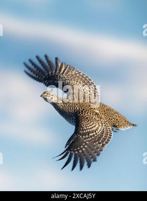 Flying Sharptailed Grouse Stock Photo - Alamy