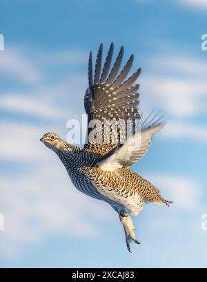 Flying Sharptailed Grouse Stock Photo - Alamy