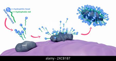 Illustration of soap molecules forming a micelle structure by ...
