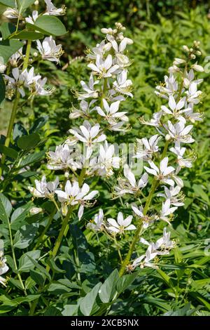 Burning Bush, Moses brinnande buske (Dictamnus albus Stock Photo - Alamy