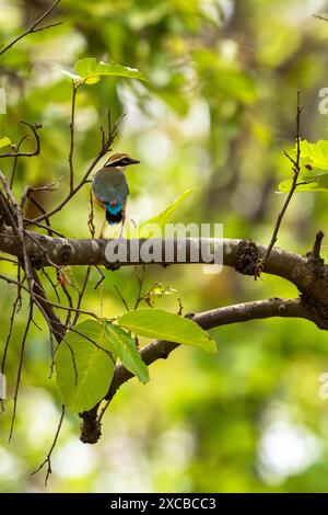 Indian pitta Pitta brachyura beautiful colorful nine colors back ...