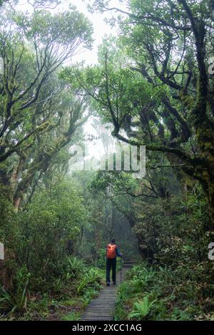 Mysterious lush tropical rainforest with female tourist hiking on ...
