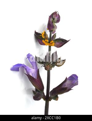 Salbei, Salvia officinalis, ist eine wichtige Heilpflanze und eine ...