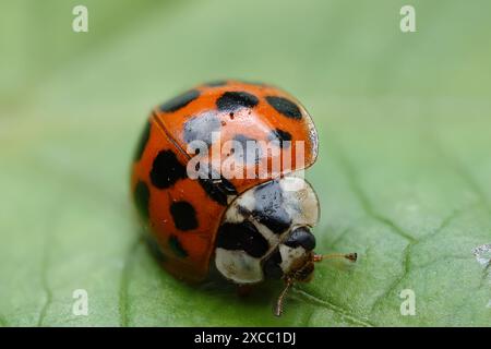A closeup shot of the red small leaf on the wet asphalt Stock Photo - Alamy
