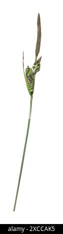 Common Sedge - Carex nigra Stock Photo - Alamy