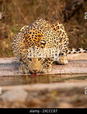Indian wild female leopard or panther panthera pardus walking with ...