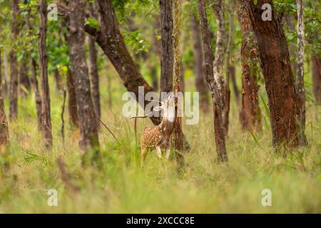 Spotted deer or Chital or axis axis rubbing his antlers on the base of ...