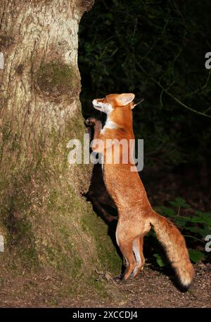 Red fox standing on hind legs in forest like in fairy tail and looking ...