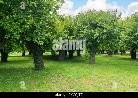 A forest of old mulberry trees in summer Stock Photo - Alamy