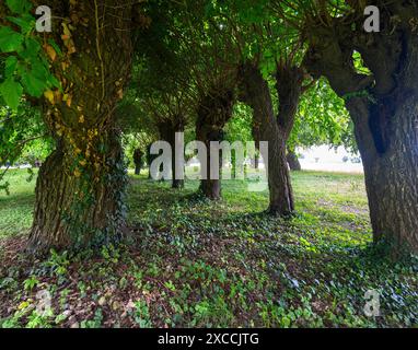 A forest of old mulberry trees in summer Stock Photo - Alamy