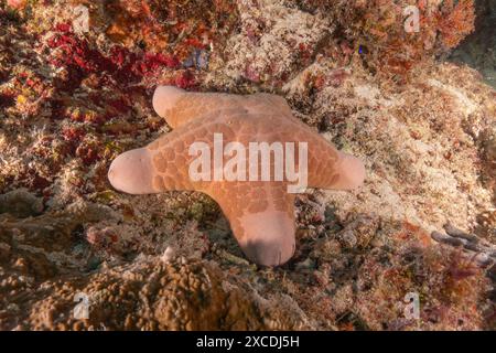 Starfish On the seabed at the Tubbataha Reefs Philippines Stock Photo ...