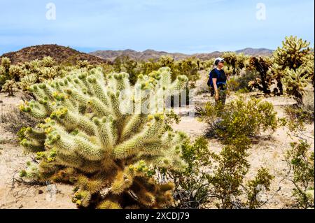 Visitors explore Cholla Cactus Garden; Joshua Tree National Park ...