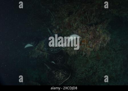 Torpedo sinuspersici On the seabed at the Tubbataha Reefs National Park ...