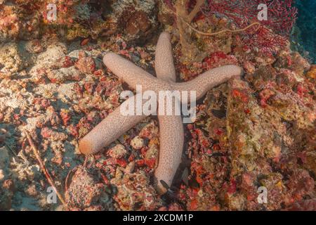 Starfish On the seabed at the Tubbataha Reefs Philippines Stock Photo ...