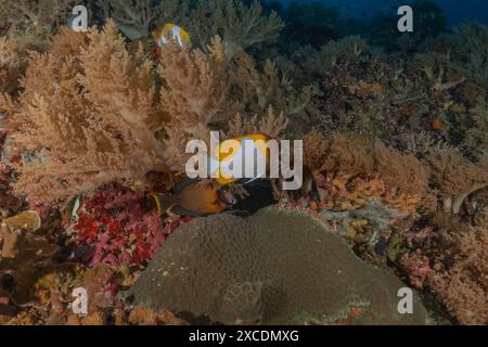 Fish swim at the Tubbataha Reefs national park Philippines Stock Photo ...