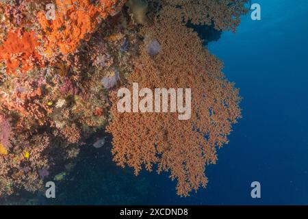 Coral reef and water plants at the Tubbataha Reefs, Philippines Stock ...