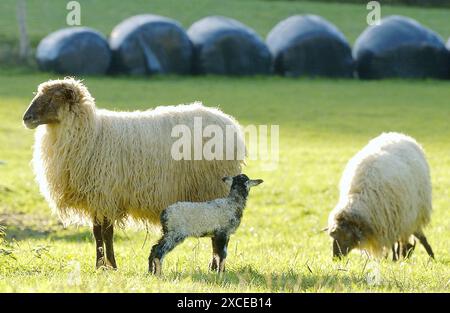 ´Latza´ sheep, adult and lambs. Legazpi. Guipúzcoa, Spain Stock Photo ...
