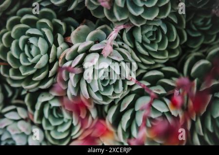 Cluster of pretty succulents Stock Photo - Alamy