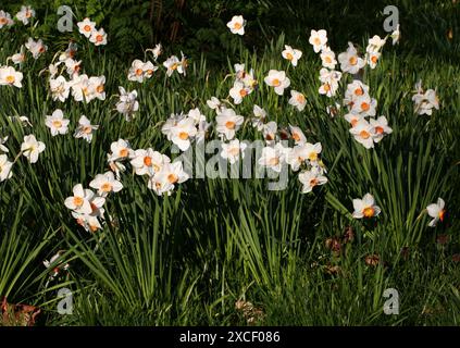Narcissus tazetta (paperwhite, bunch-flowered narcissus, bunch-flowered ...