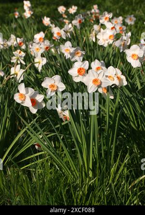 Narcissus tazetta (paperwhite, bunch-flowered narcissus, bunch-flowered ...