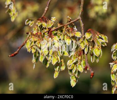 Fluttering elm (Ulmus laevis), leaves on trunk, spring, North Rhine ...