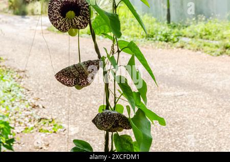 This is a suspended duck flower plant at a roadside Stock Photo - Alamy