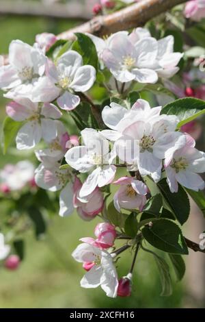 Apple tree growing white flowers on sunset Stock Photo - Alamy