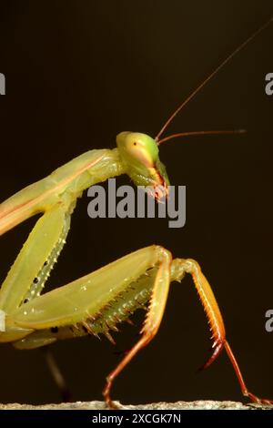 Female Springbok or South African mantis Stock Photo - Alamy