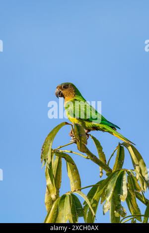 Brown-throated parakeet (Eupsittula pertinax), also known as the St ...