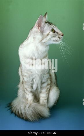 Chocolate Silver Shaded Tortie Angora on Green to Blue Background Stock ...