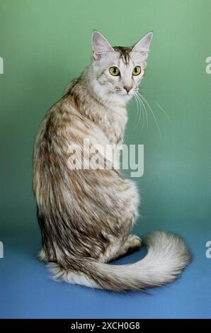 Chocolate Silver Shaded Tortie Angora on Green to Blue Background Stock ...