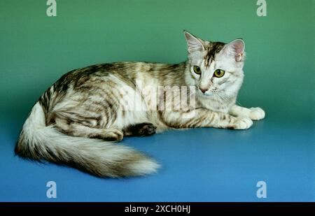 Chocolate Silver Shaded Tortie Angora on Green to Blue Background Stock ...