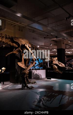 Fossil skull of Tyrannosaurus, a dinosaur commonly known as t-rex, at ...