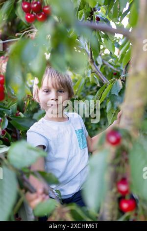 Cute child, boy, climbing cherry tree and eating cherries right from ...
