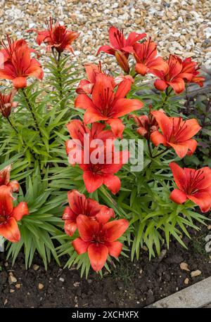Fire lily (Lilium bulbiferum), with buds, Lilienthal, Kaiserstuhl ...