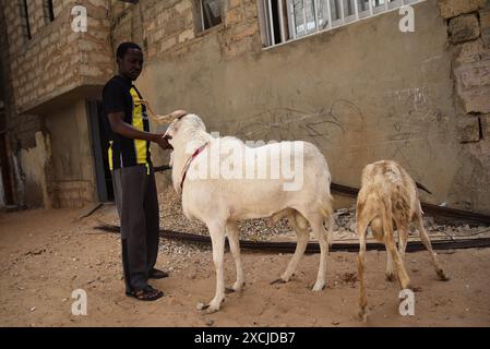 Sénégal Dakar Tabaski festival : sheep slaughtered after the Eid prayer ...