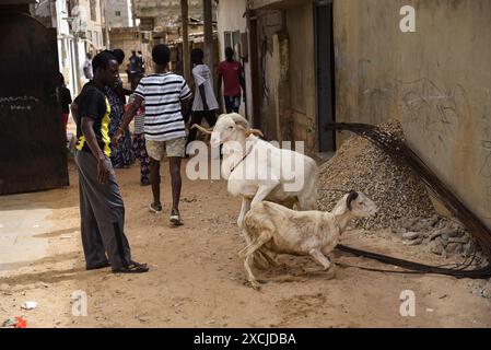 Sénégal Dakar Tabaski festival : sheep slaughtered after the Eid prayer ...