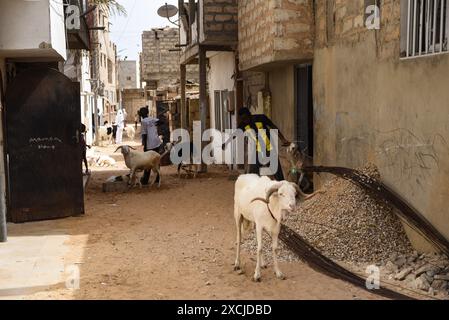 Sénégal Dakar Tabaski festival : sheep slaughtered after the Eid prayer ...