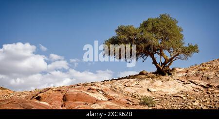 Lone tree in Wadi Rum valley, Jordan Stock Photo - Alamy