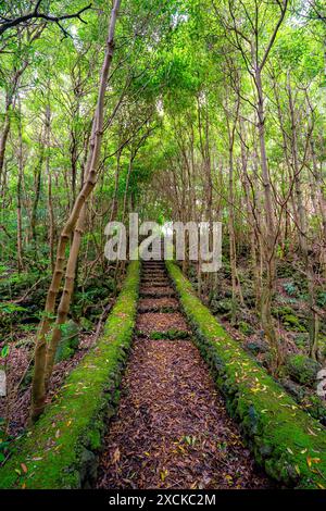 Idyllic pedestrian path with green and red vegetation colors of the ...