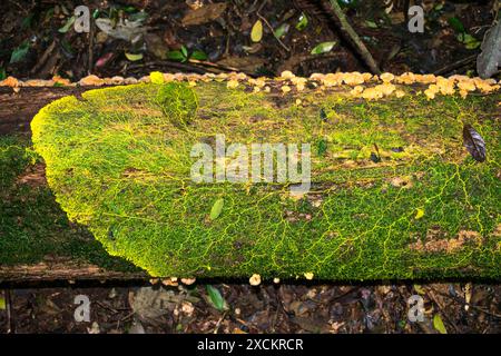 Yellow slime mold plasmodium (family Physaraceae) on dead trunk in the ...