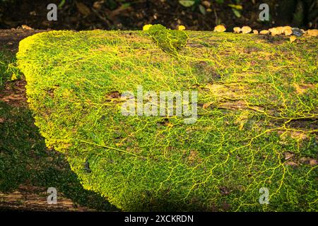 Yellow slime mold plasmodium (family Physaraceae) on dead trunk in the ...