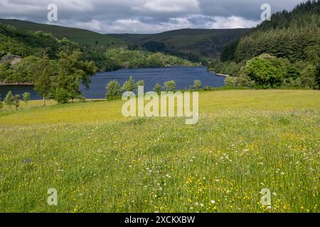 Wildflower meadow on the shores of the Penygarreg Reservoir in the Elan ...