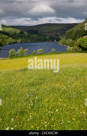 Wildflower meadow on the shores of the Penygarreg Reservoir in the Elan ...