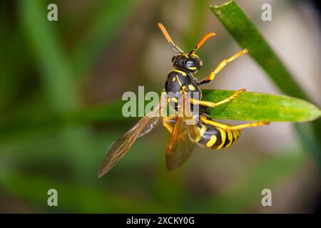 Polistes dominula Family Vespidae Genus Polistes European paper wasp ...