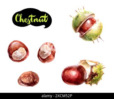 A Beautiful Watercolor Illustration of a Chestnut Featuring Its Spiky ...