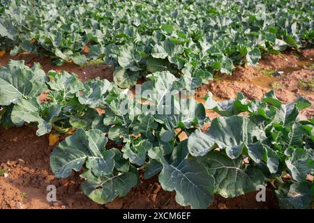 Field planted with ripening broccoli cultivars Stock Photo - Alamy