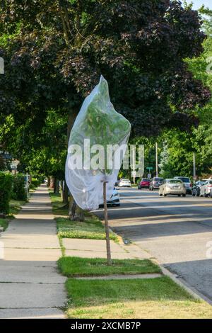 Catalpa tree sapling with mesh covering to protect from egg laying ...