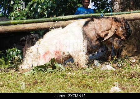 A sacrificial goat is sitting while waiting for its turn to be ...