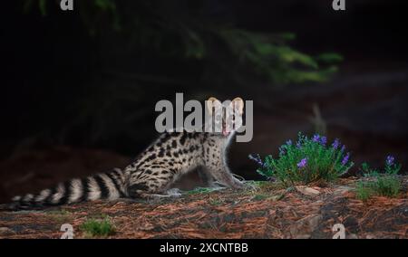 Common genet in front of white background Stock Photo - Alamy